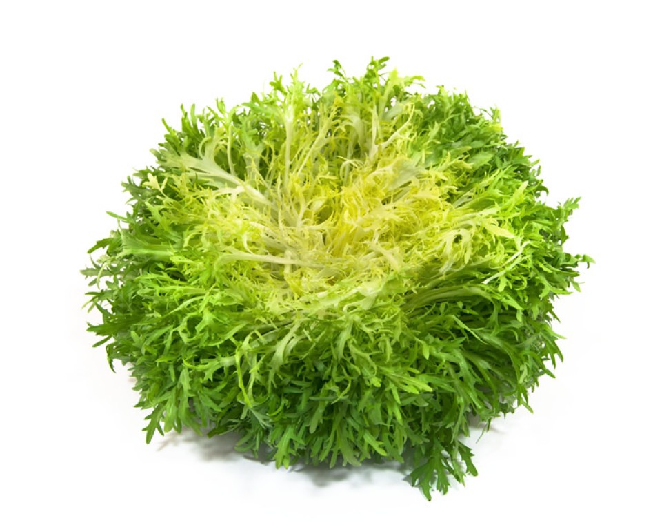 FINE FRISSÉ | EXPORTFRUITS.COM - By Perez Group Import Export